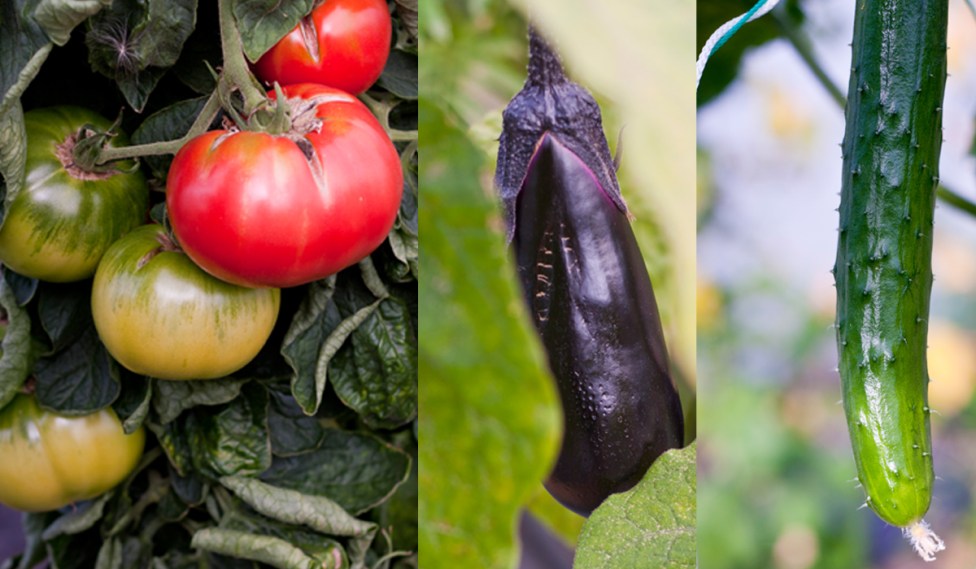 Lunch with Yamashita: Paris’ celebrity vegetable gardener | French For ...
